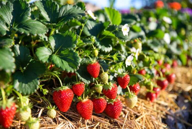 Ever Bearing Strawberry Plants: Complete Guide