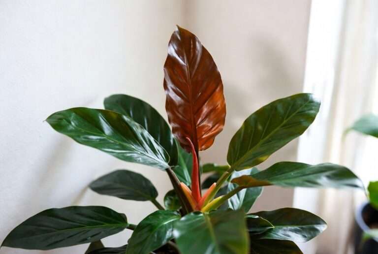 Philodendron Congo Plant Care Guide