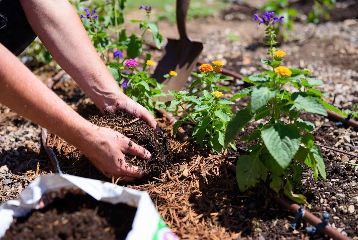 Full Sun Plants Texas: Best Heat-Tolerant Choices
