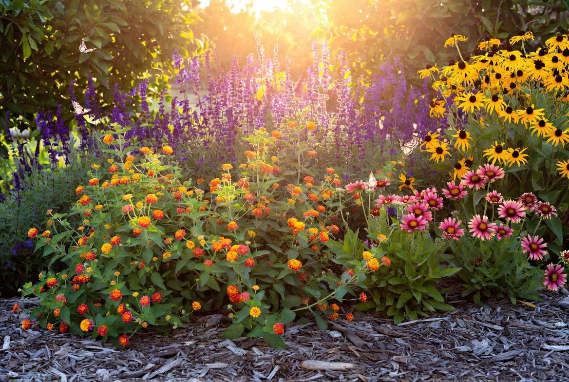 Full Sun Plants Texas: Best Heat-Tolerant Choices